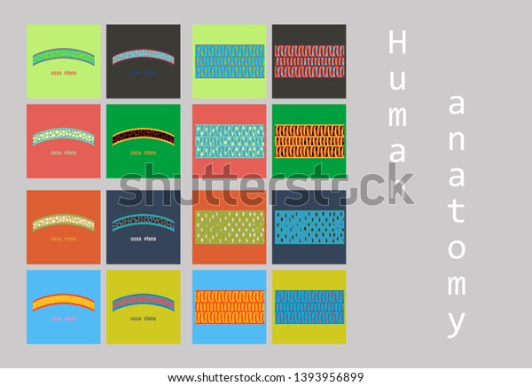 Vector Illustration Diagram Human Bone Anatomy Stock Vector (Royalty ...