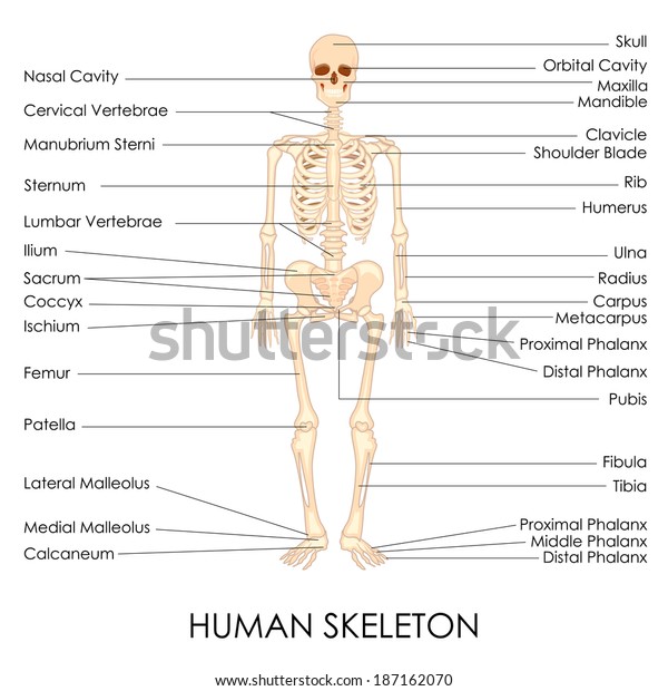 Vector Illustration Diagram Human Skelton Stock Vector (Royalty Free ...