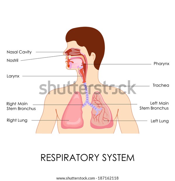Vector Illustration Diagram Respiratory System Stock Vector (Royalty ...