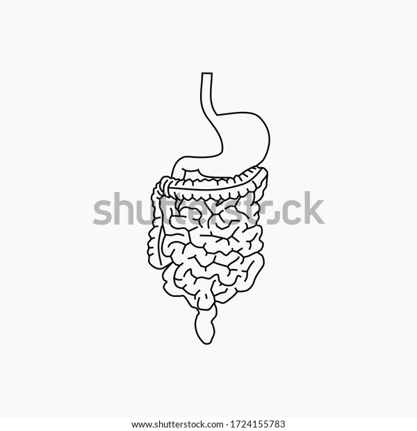 Vector Illustration Digestion Outline Design Good Stock Vector (Royalty ...
