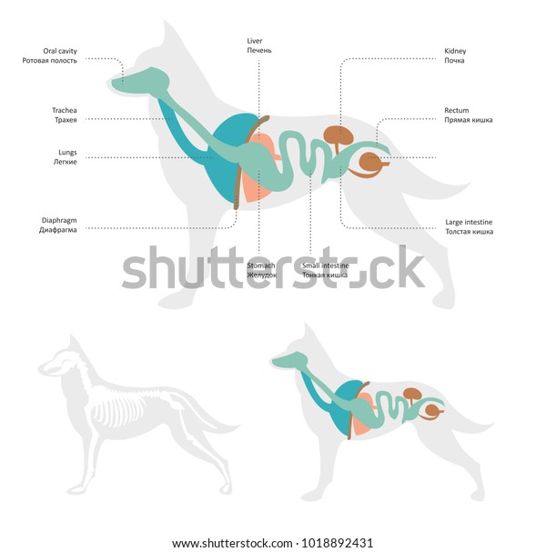 Vector Illustration Dog Anatomy Stock Vector (Royalty Free) 1018892431
