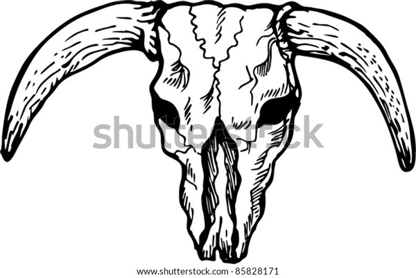 vector illustration drawing of a skull of a Texas longhorn bull viewed ...