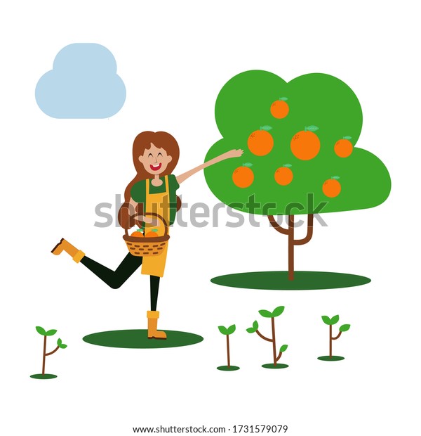 Vector Illustration Drawing Woman Picking Oranges Stock Vector (Royalty ...