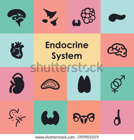 Vector Illustration Endocrine System Icons Set Stock Vector (Royalty ...