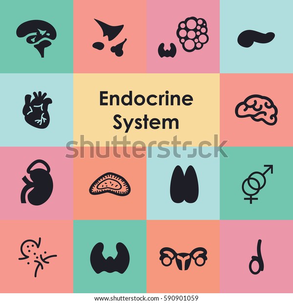 Vector Illustration Endocrine System Icons Set Stock Vector (Royalty ...