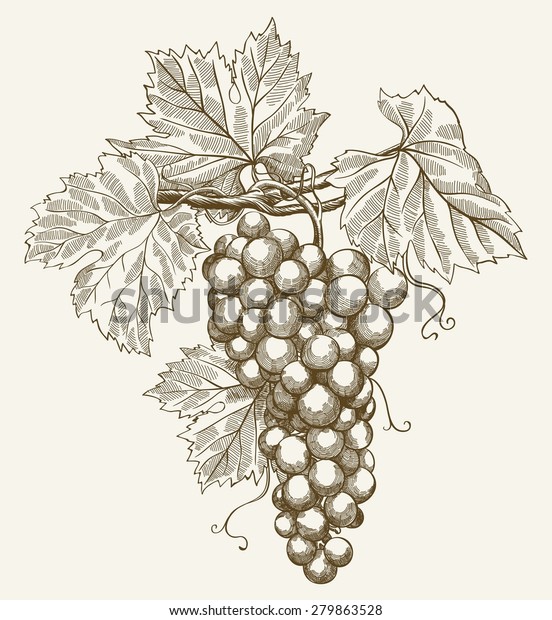 Vector Illustration Engraving Grapes On Branch: เวกเตอร์สต็อก (ปลอดค่า ...