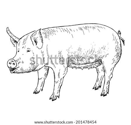 Vector Illustration Engraving Pig Hands Drawing เวกเตอร์สต็อก (ปลอดค่า ...
