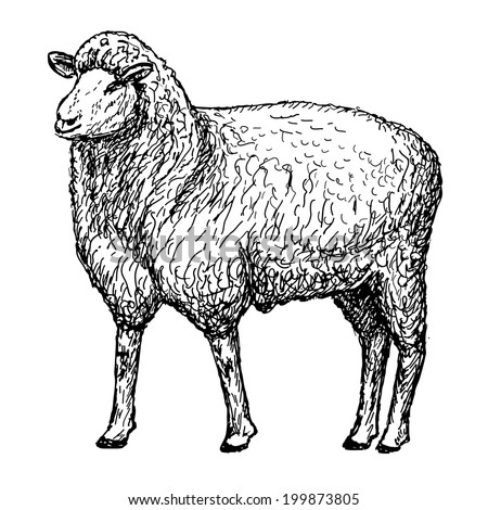 Vector Illustration Engraving Sheep Hands Drawing Stock Vector (Royalty ...