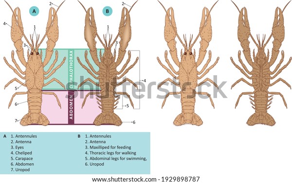 Vector Illustration External Anatomy Lobster Stock Vector (Royalty Free ...