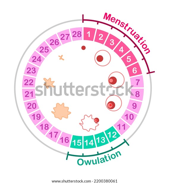 Vector Illustration Female Menstrual Cycle On Stock Vector (Royalty ...