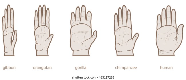 796 Chimpanzee body Images, Stock Photos & Vectors | Shutterstock