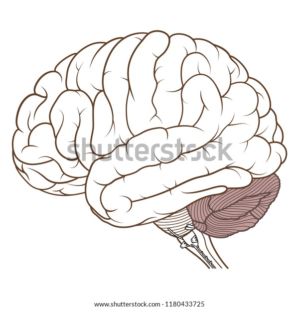 Vector Illustration Flat Coloured Cerebellum Human Stock Vector ...