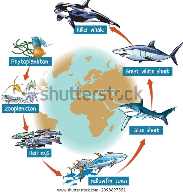 769 imagens de Food chain marine life Imagens, fotos stock e vetores ...