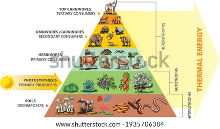 Food Chain Clipart | Free download on ClipArtMag