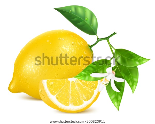 Vector Illustration Fresh Lemons Leaves Lemon Stock Vector (Royalty ...