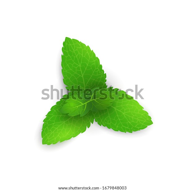 Vector Illustration Fresh Mint Leaves On Stock Vector (Royalty Free ...