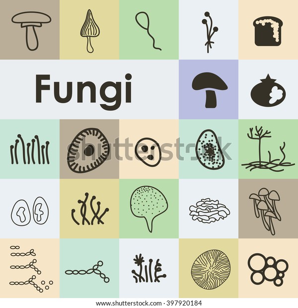 Vector Illustration Fungi Icons Set Stock Vector (Royalty Free) 397920184