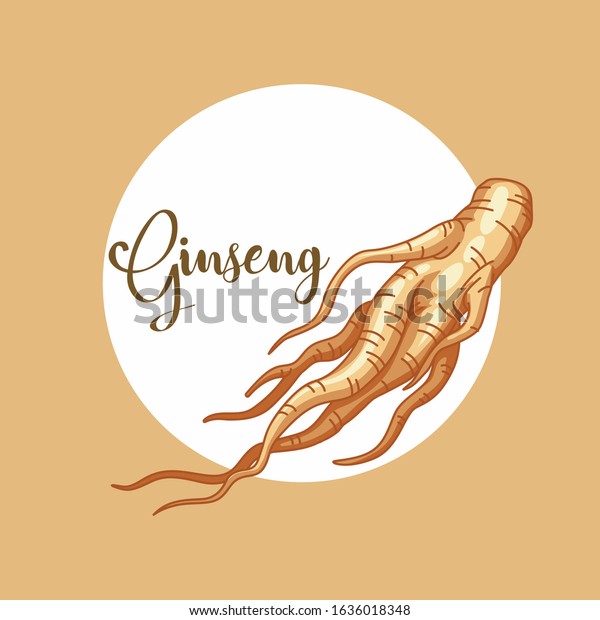 Vector Illustration Ginseng Root Cultivated Korean Stock Vector ...