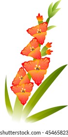 77 Gladiolas Stock Vectors, Images & Vector Art | Shutterstock