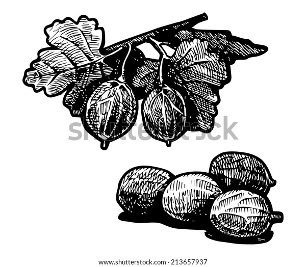 Vector Illustration Gooseberry Bush Stylized Engraving Stock Vector ...