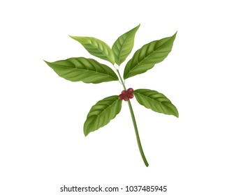 Vector Illustration Green Coffee Leaf Stock Vector (Royalty Free ...