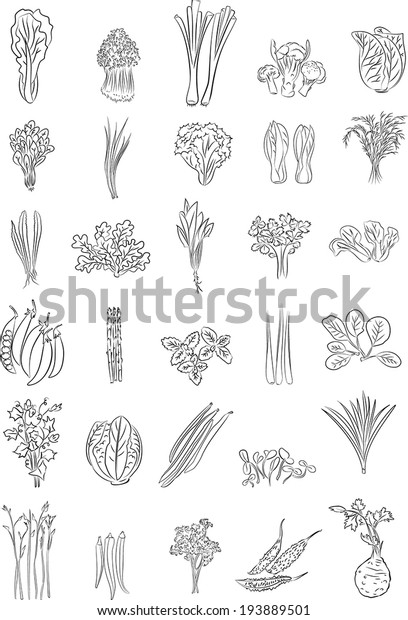 Vector Illustration Green Vegetables Line Art Stock Vector (Royalty ...