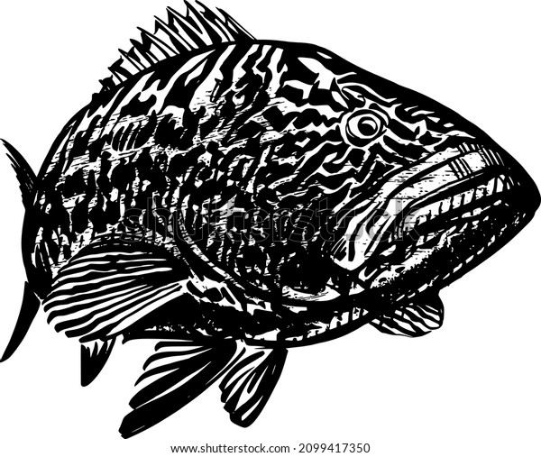 Vector Illustration Groper Fish Stock Vector (Royalty Free) 2099417350 ...
