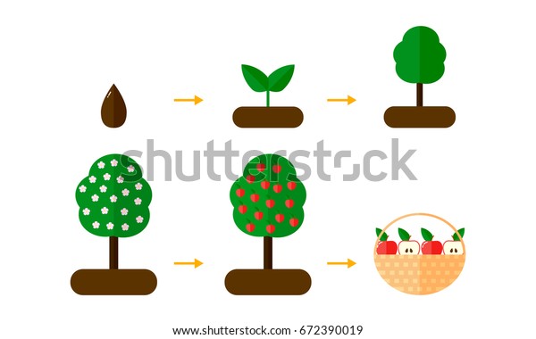 Vector Illustration Growth Stages Apple Trees Stock Vector (Royalty ...