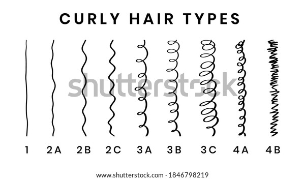 Vector Illustration Hair Types Chart All Stock Vector (Royalty Free ...