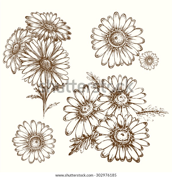 The vector illustration "hand draw illustration chamomile" for design