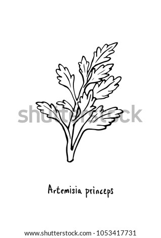 Vector Illustration Hand Drawing Artemisia Princeps Stock Vector ...