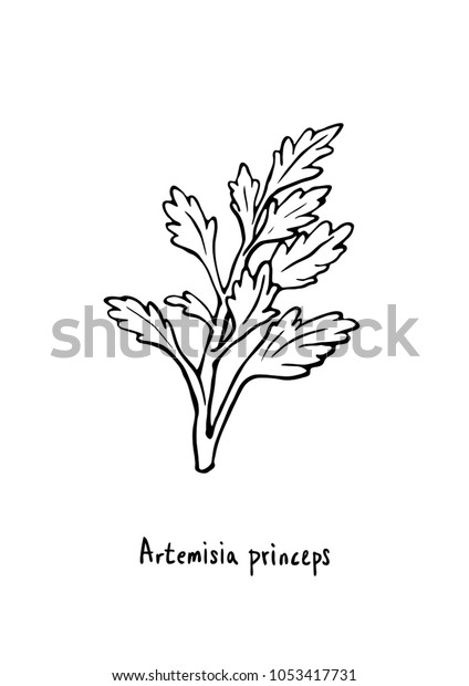 Vector Illustration Hand Drawing Artemisia Princeps Stock Vector ...
