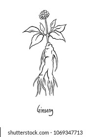 1,654 Root drawing ginseng Images, Stock Photos & Vectors | Shutterstock