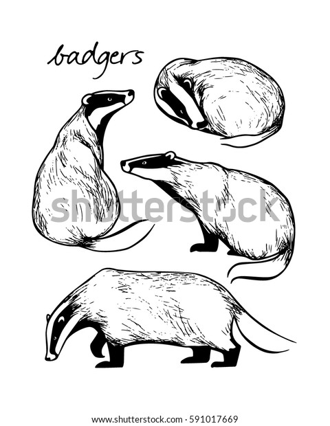 Vector Illustration Hand Drawn Badgers Ink Stock Vector (Royalty Free ...