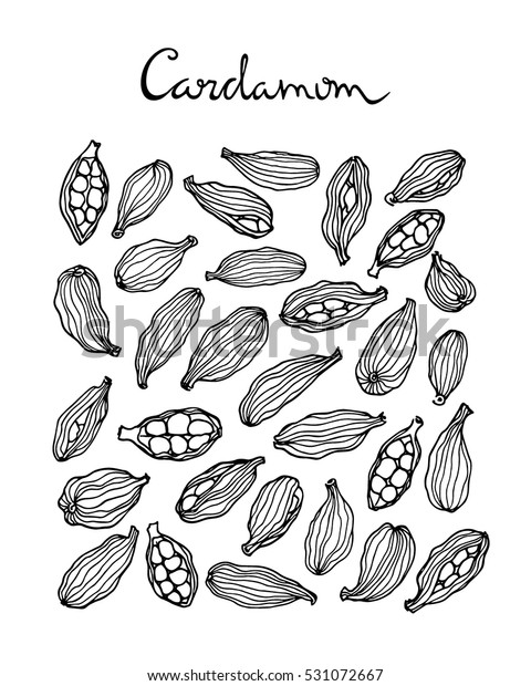 Vector Illustration Hand Drawn Cardamom Seeds Stock Vector (Royalty ...