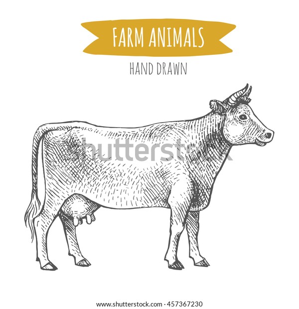 Vector Illustration Hand Drawn Cow Isolated Stock Vector (Royalty Free ...
