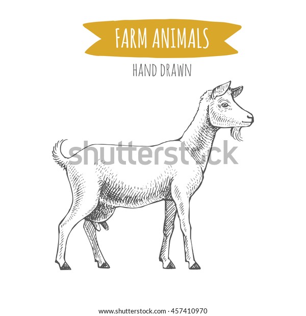 Vector Illustration Hand Drawn Goat Isolated Stock Vector (Royalty Free ...