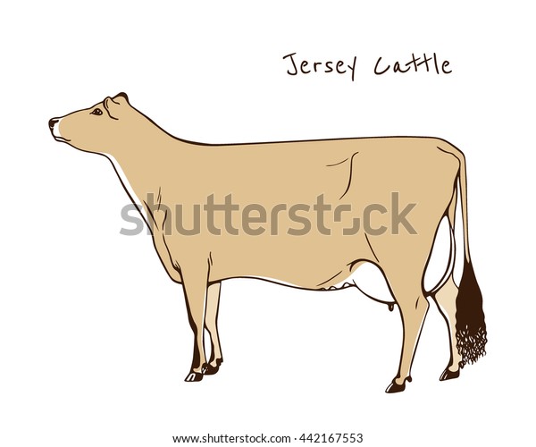 Vector Illustration Hand Drawn Jersey Cattle Stock Vector (Royalty Free ...