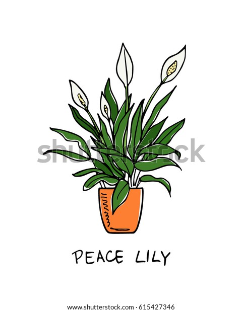 Vector Illustration Hand Drawn Peace Lily Stock Vector (Royalty Free ...