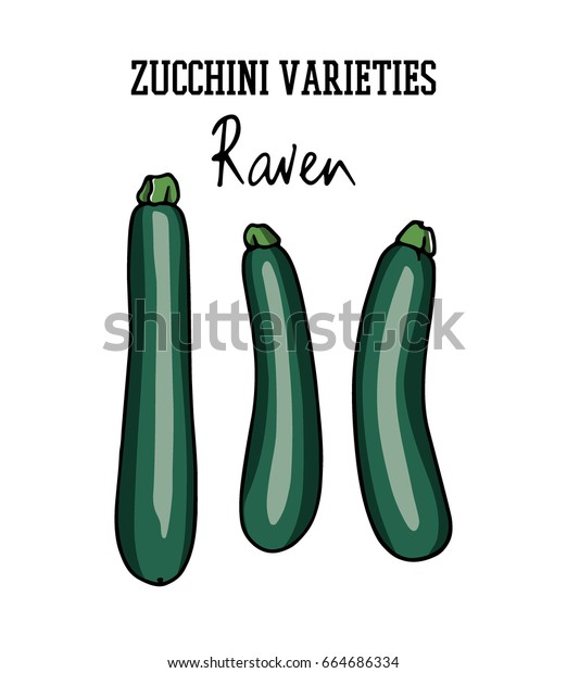 Vector Illustration Hand Drawn Raven Zucchini Stock Vector (Royalty ...