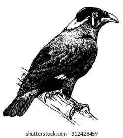 16 Myna bird outline vector Images, Stock Photos & Vectors | Shutterstock