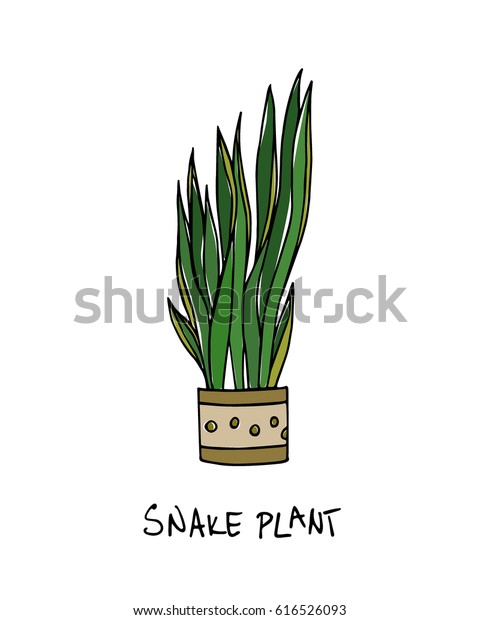 Vector Illustration Hand Drawn Snake Plant Stock Vector (Royalty Free ...