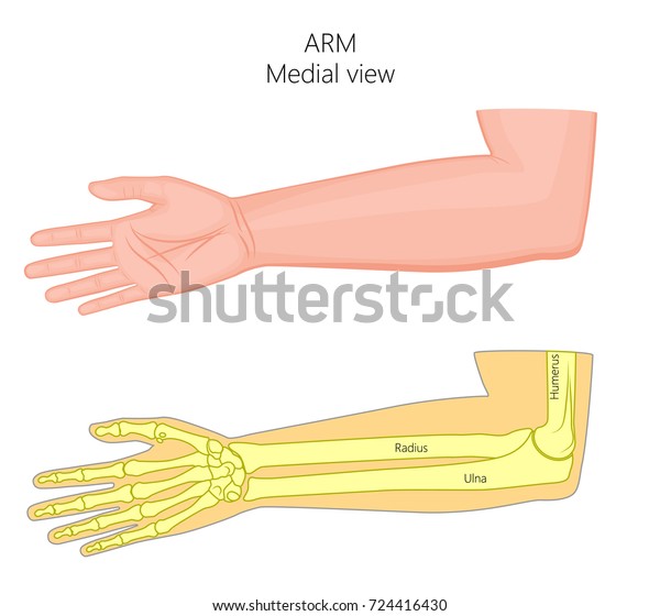 팔꿈치와 뼈를 가진 건강한 인간의 팔의 스톡 벡터(로열티 프리) 724416430 | Shutterstock