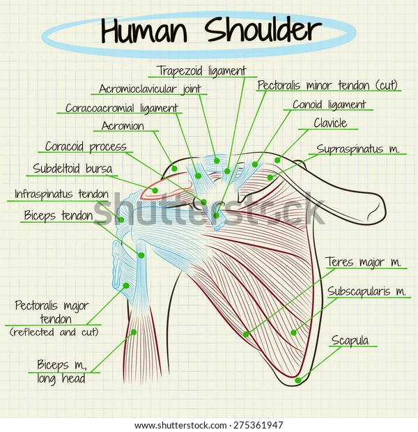 Vector Illustration Human Anatomy Shoulder Stock Vector (Royalty Free ...