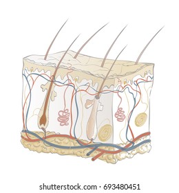 Illustration Human Anatomy Skin Medical External Stock Illustration ...
