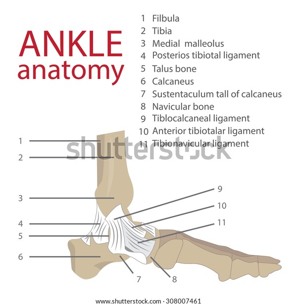 Vector Illustration Human Ankle Anatomy Bones Stock Vector (Royalty ...