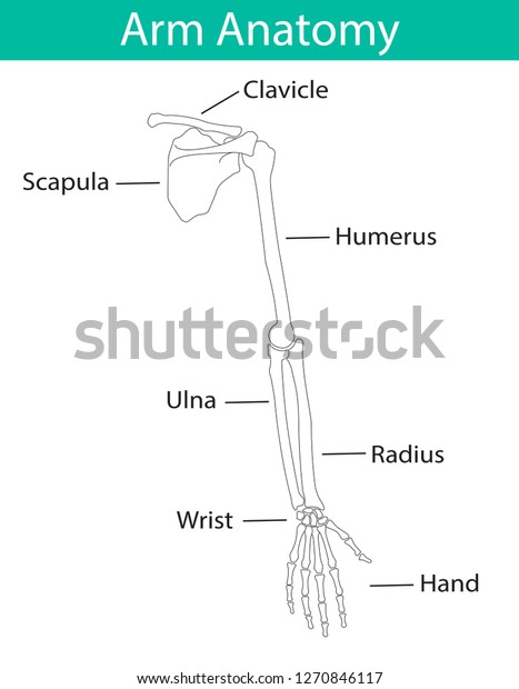 Vektor Stok Vector Illustration Human Arm Skeletal Anatomy (Tanpa ...