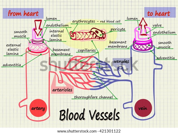 Vector Illustration Human Blood Vessels Stock Vector (Royalty Free ...