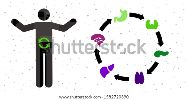 Vector Illustration Human Body Arrows Organs Stock Vector (Royalty Free ...