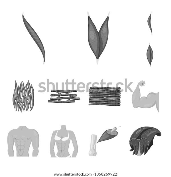 Vector Illustration Human Body Sign Set Stock Vector (Royalty Free ...
